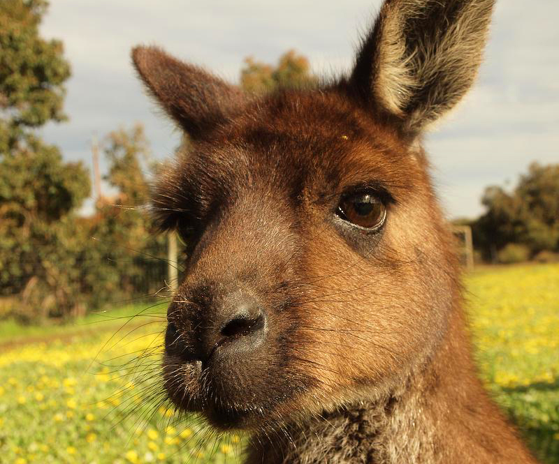 Kenguri ne mogu više u restorane – Travel Magazine