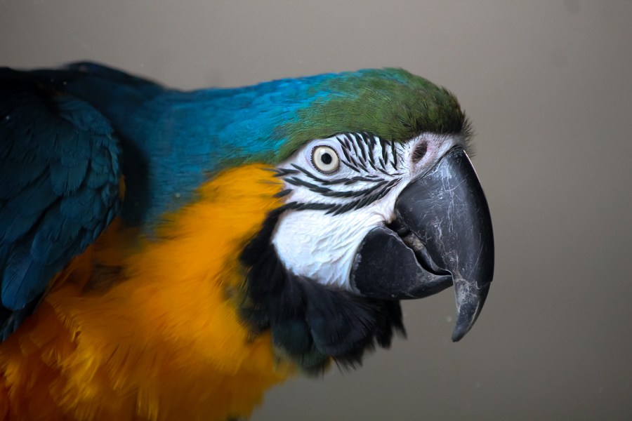 Fotografije Korisnika – Papagaj – Travel Magazine